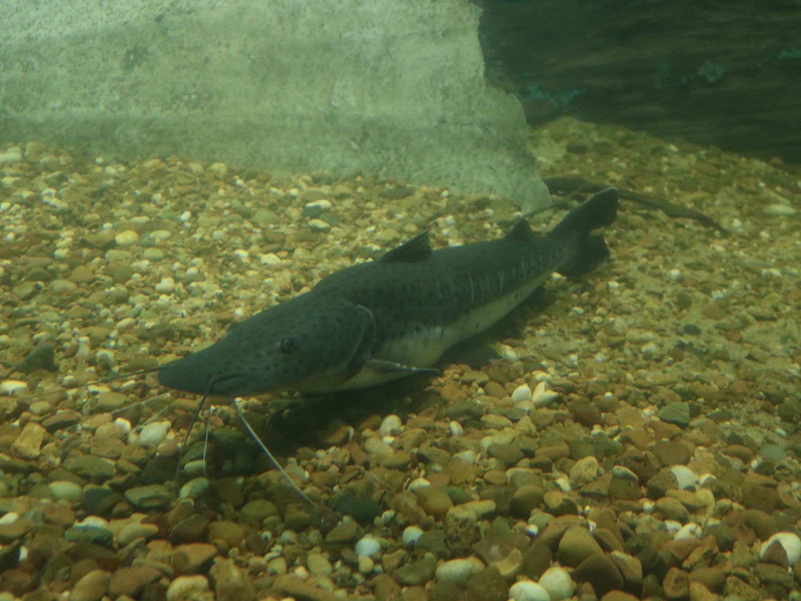 Veda pesca surubí Santa Fe | Estacionline